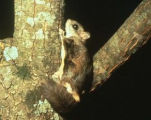 Northern Flying Squirrel vocalizations 2 | University of Utah ...