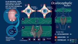 Vestibulo Ocular Reflex Animation